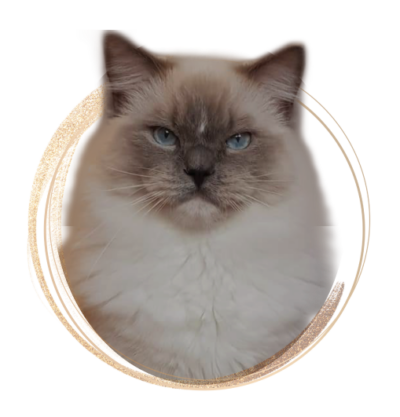 Maine Coon & Ragdoll cats – Cattery Maine Coon & Ragdoll - Family Blem